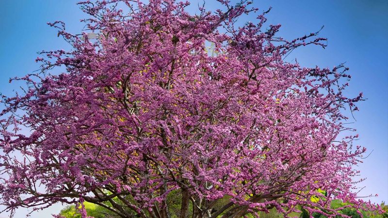 21 Easy Care Native Landscaping Plants for 2026 | Q&A Landscaping ...
