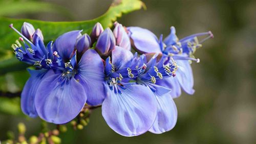 21 Easy Care Native Landscaping Plants for 2026 | Q&A Landscaping ...
