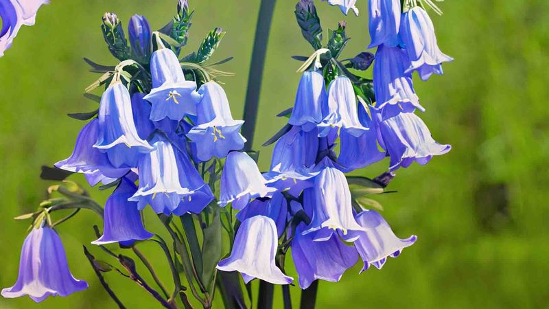 21 Easy Care Native Landscaping Plants for 2026 | Q&A Landscaping ...